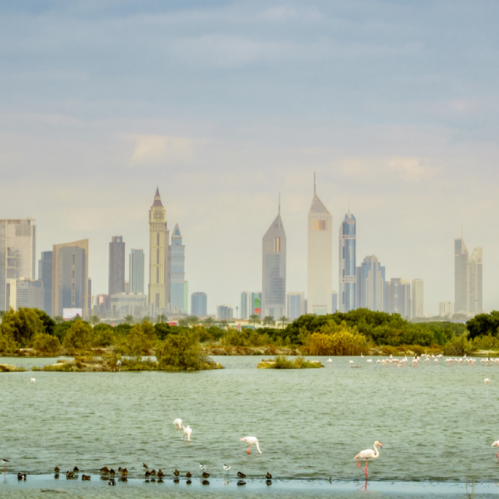 Ras Al Khor: Essential Guide to Dubai’s Wetland Sanctuary - GMZ Car Rental